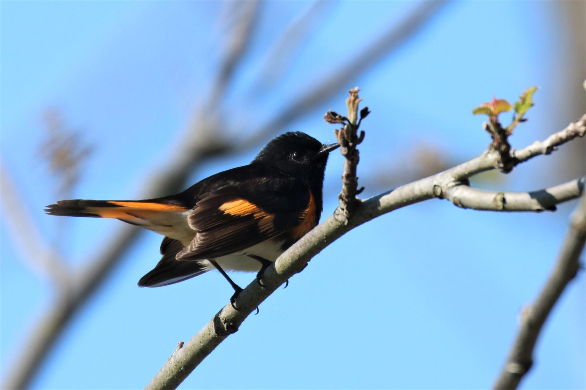 American Redstart | Great Bird Pics