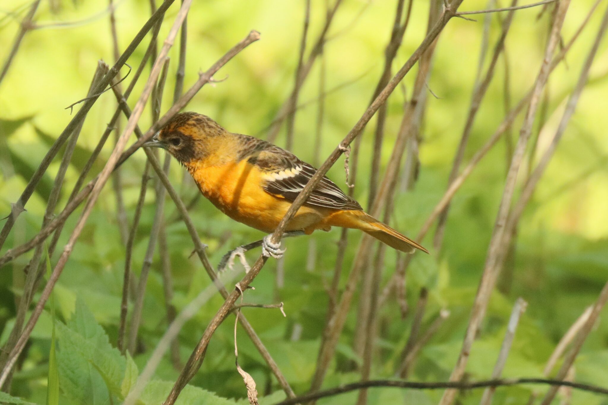 Baltimore Oriole | Great Bird Pics