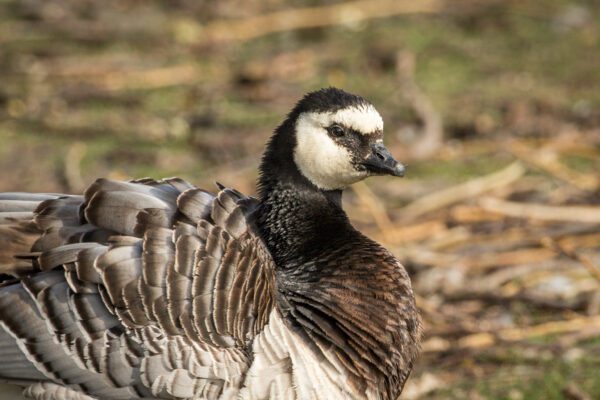 Barnacle Closeup | Great Bird Pics