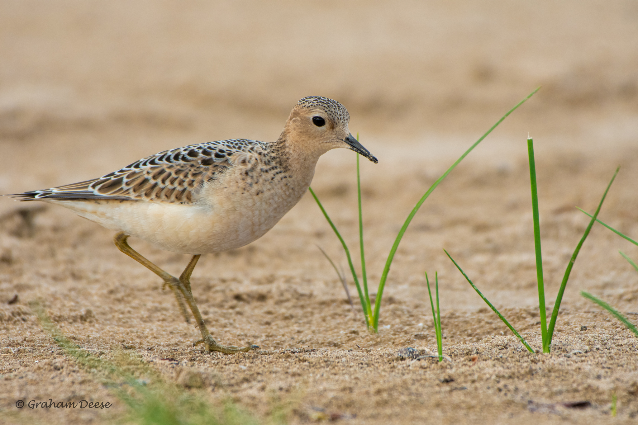 buff-breasted sandpiper | Great Bird Pics