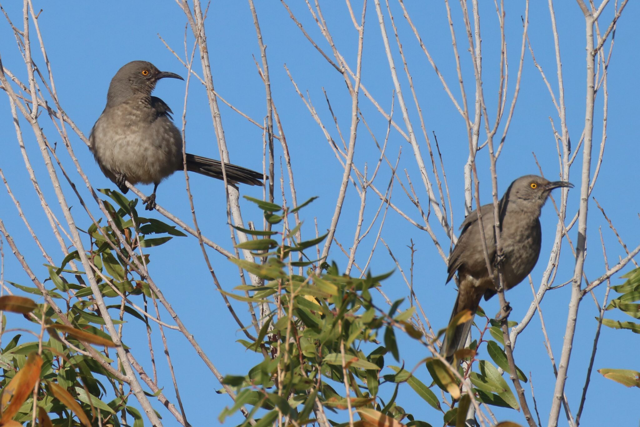 Curve-billed Thrashers | Great Bird Pics