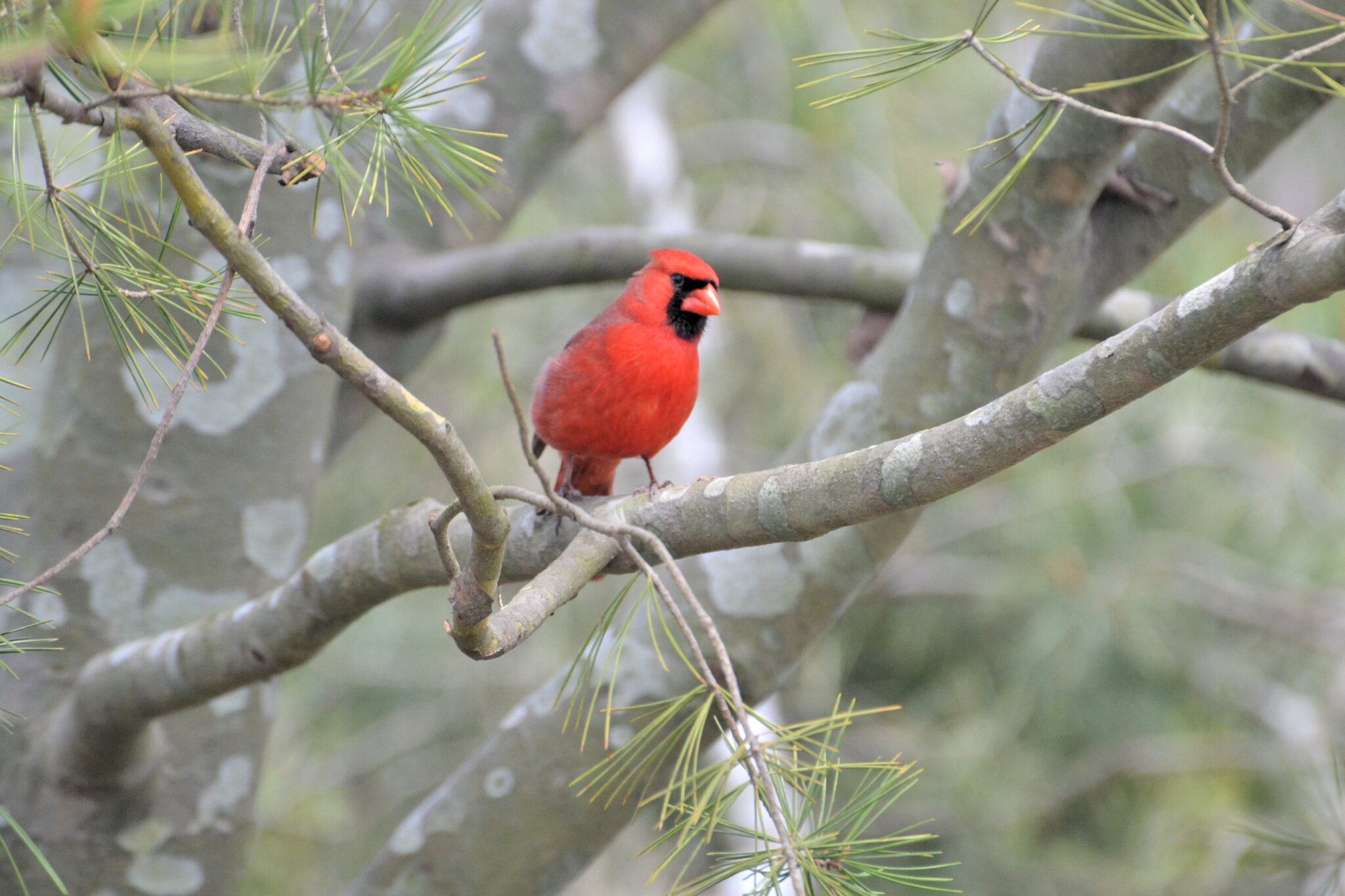 Cardinal in a Tree | Great Bird Pics