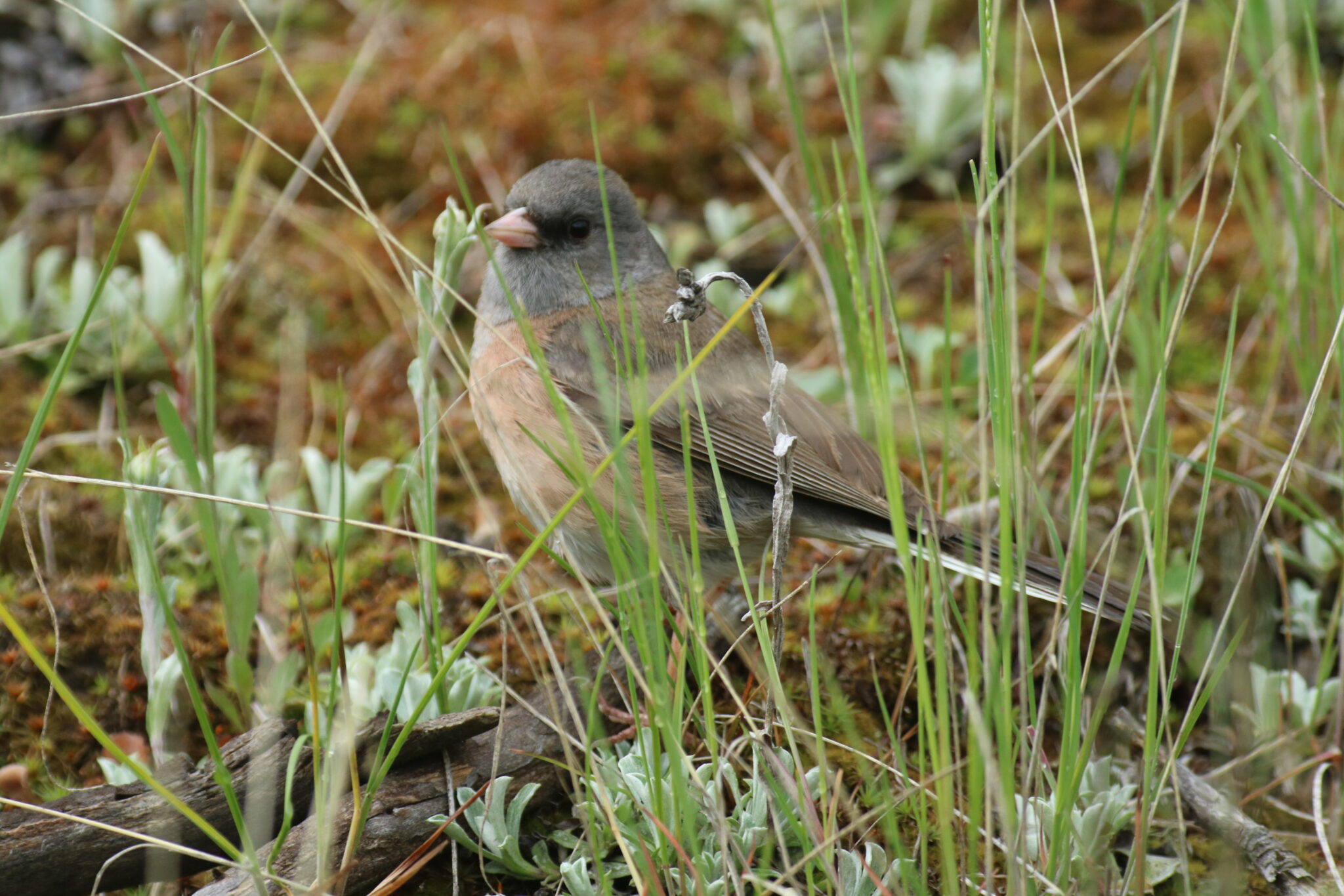 Dark-eyed Junco | Great Bird Pics