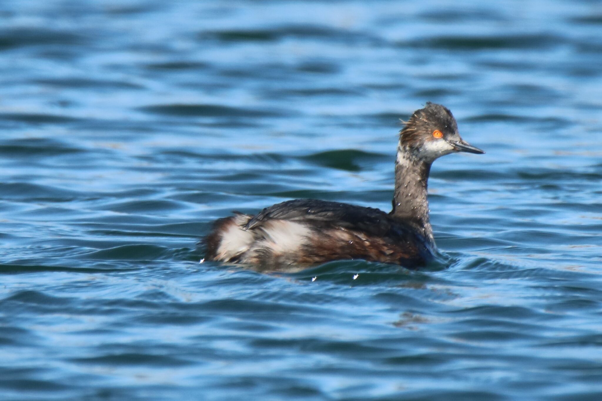 Eared Grebe | Great Bird Pics