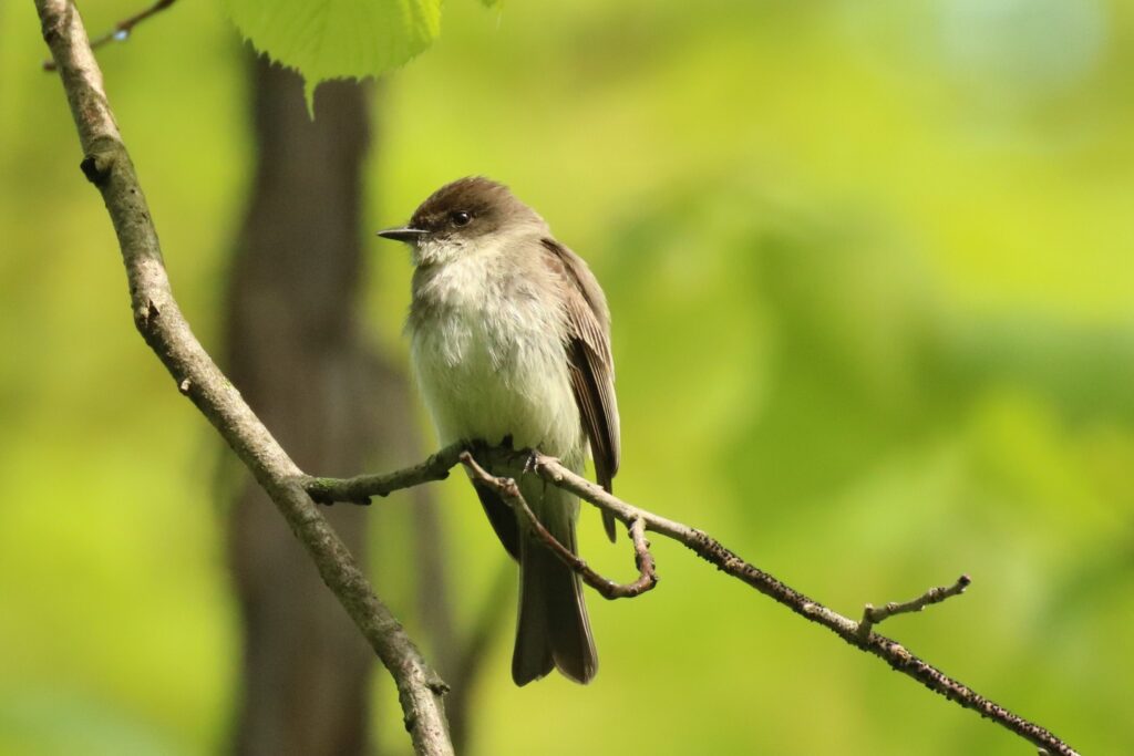 Eastern Phoebe | Great Bird Pics