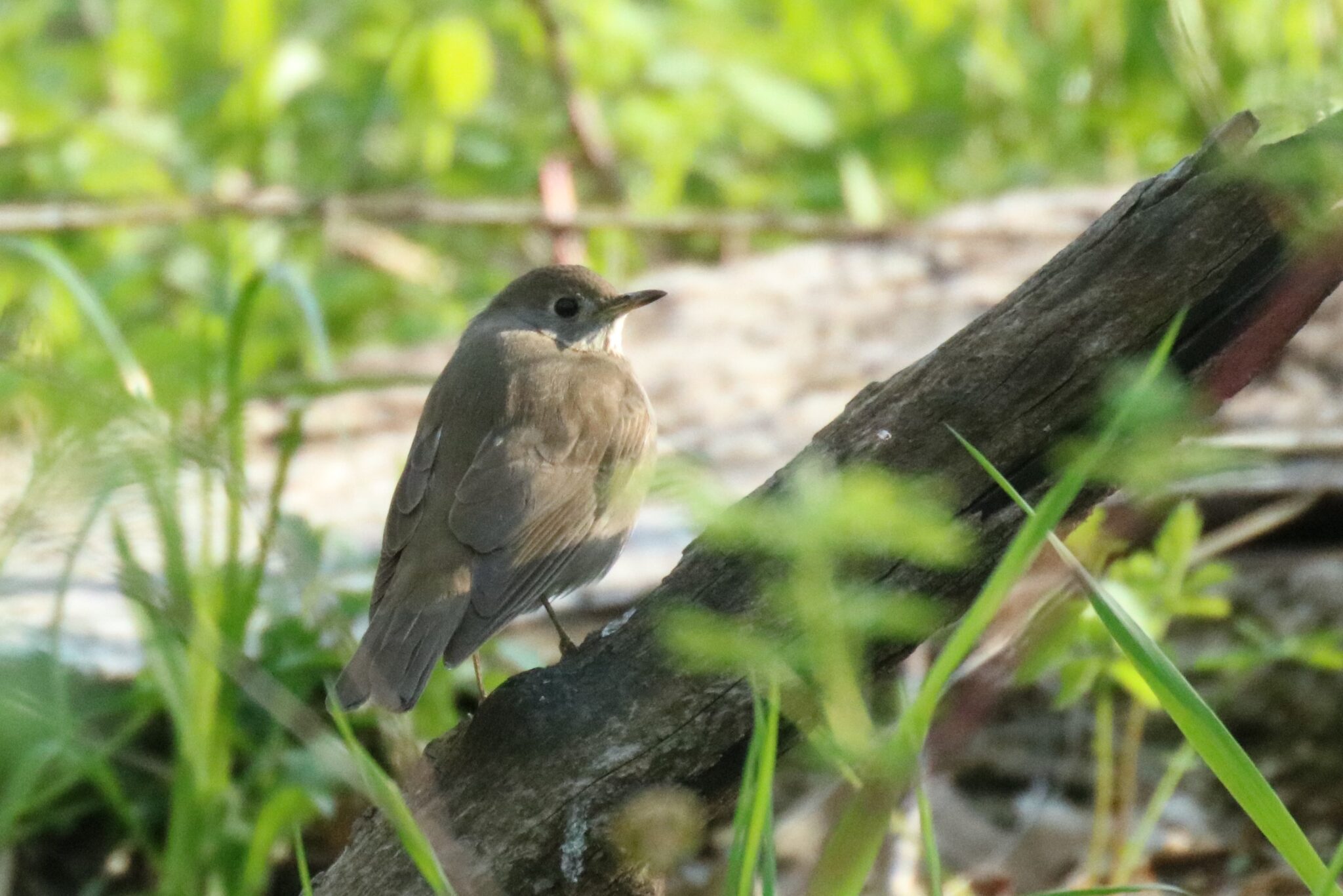 Gray-cheeked Thrush | Great Bird Pics