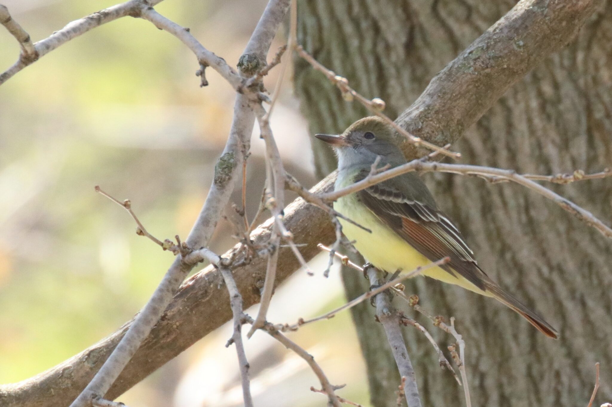 Great Crested Flycatcher | Great Bird Pics
