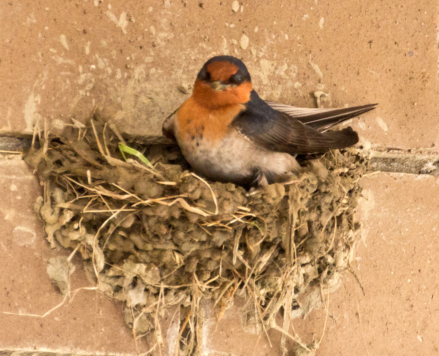 Welcome Swallow building Nest | Great Bird Pics