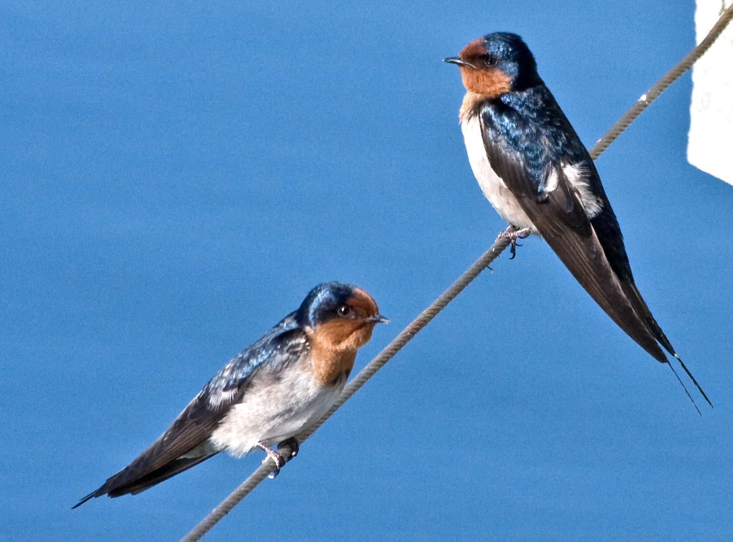 Welcome Swallows | Great Bird Pics