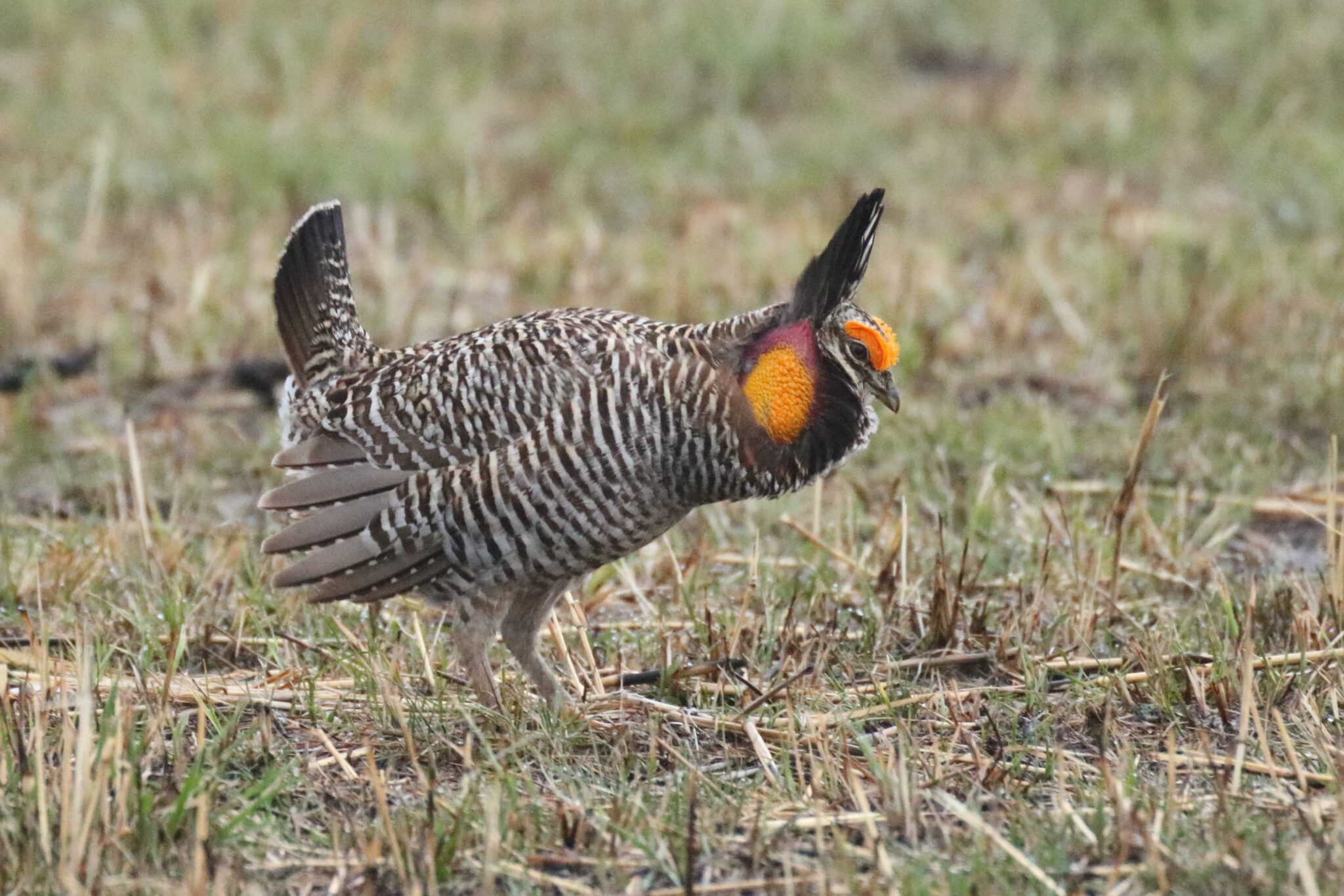 Greater Prairie-Chicken | Great Bird Pics