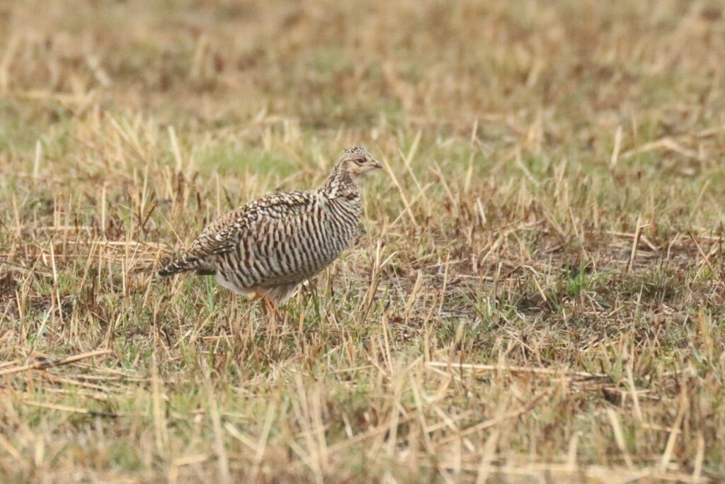 Greater Prairie-Chicken | Great Bird Pics