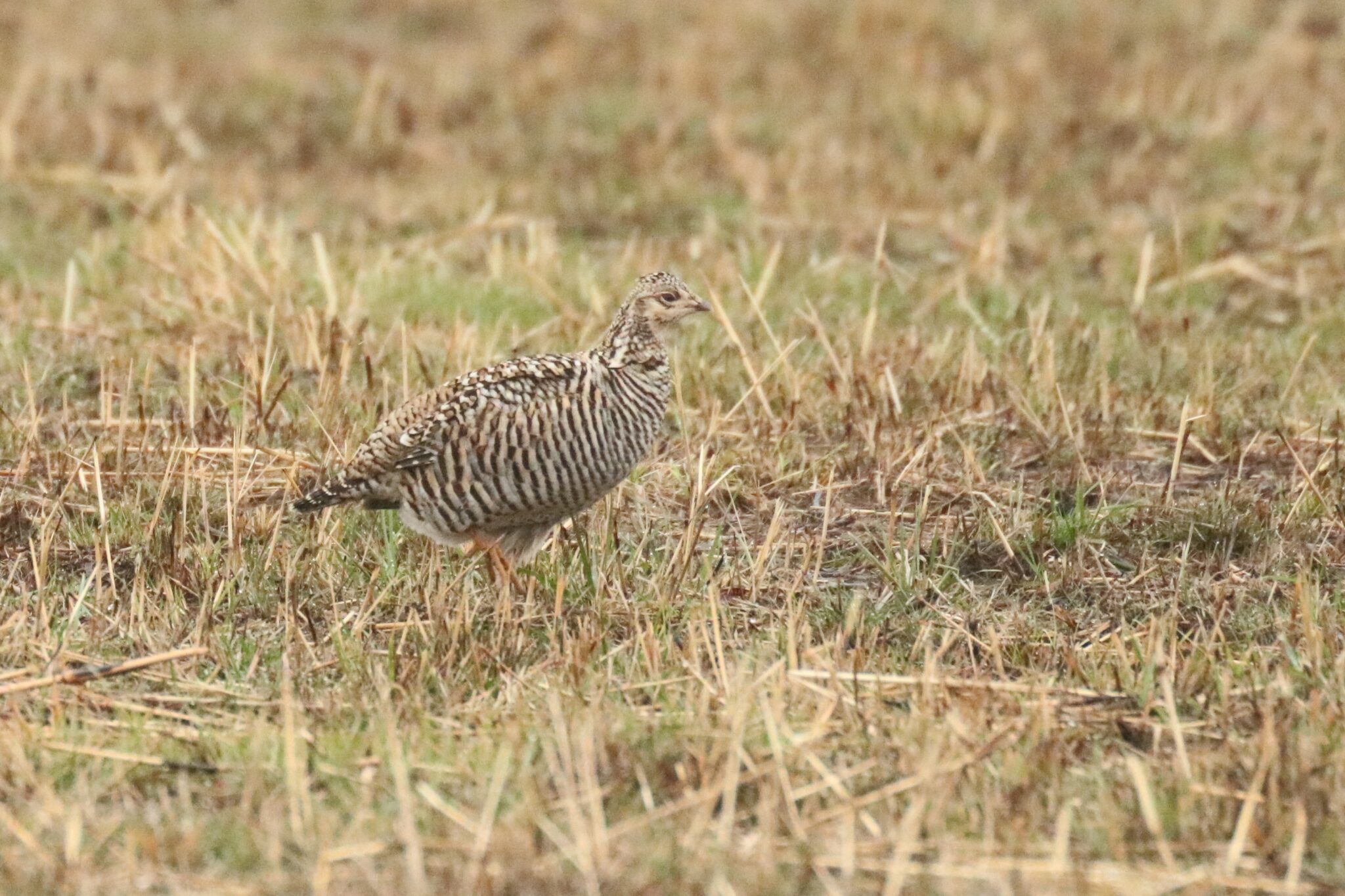 Greater Prairie-Chicken | Great Bird Pics