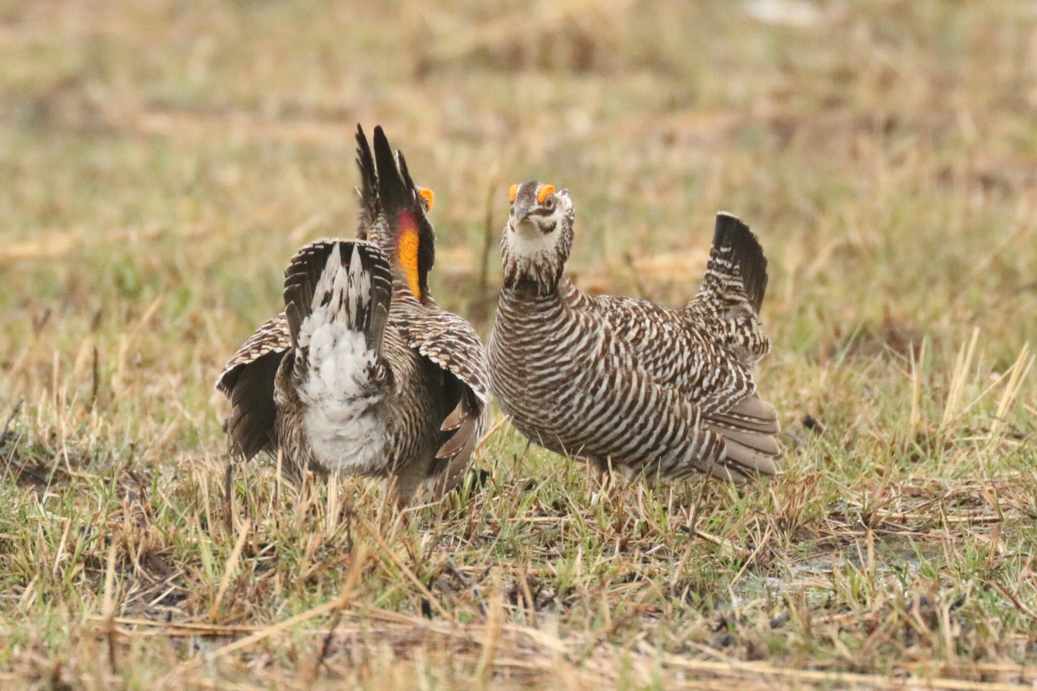 Greater Prairie-Chickens | Great Bird Pics
