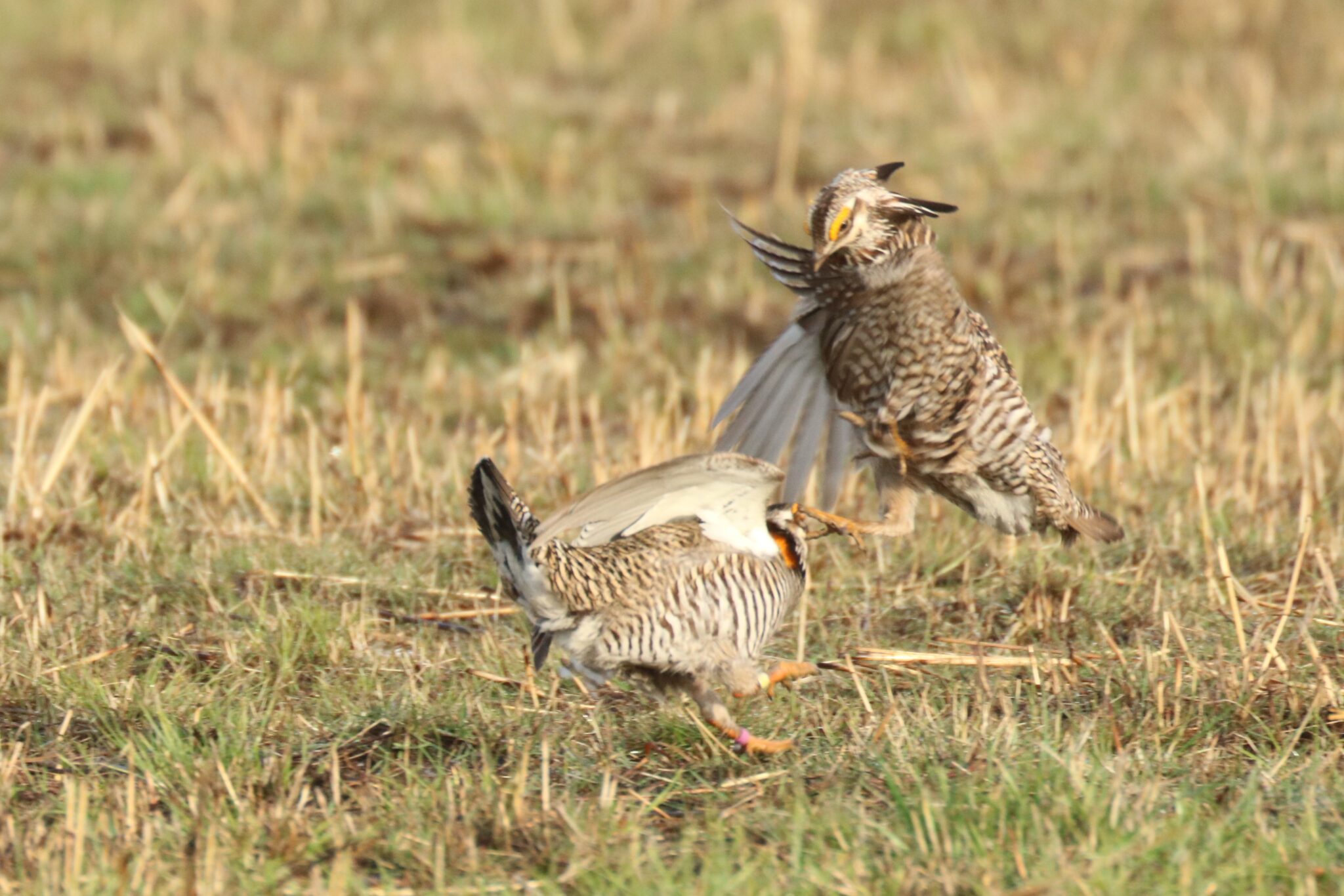 Greater Prairie-Chickens | Great Bird Pics