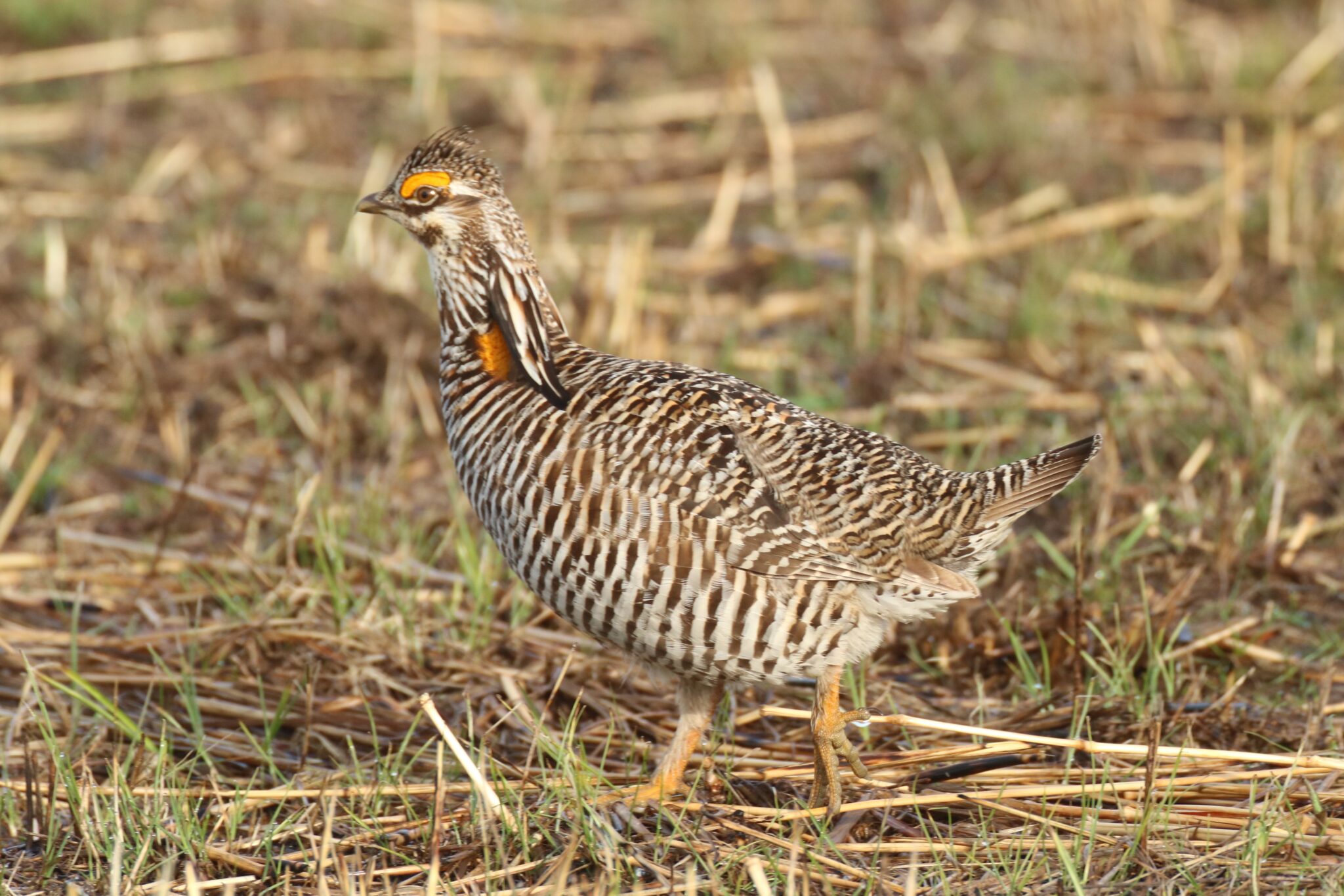 Greater Prairie-Chicken | Great Bird Pics