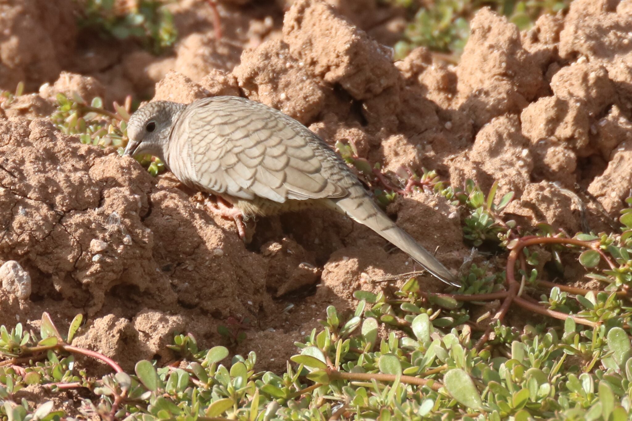 Inca Dove | Great Bird Pics