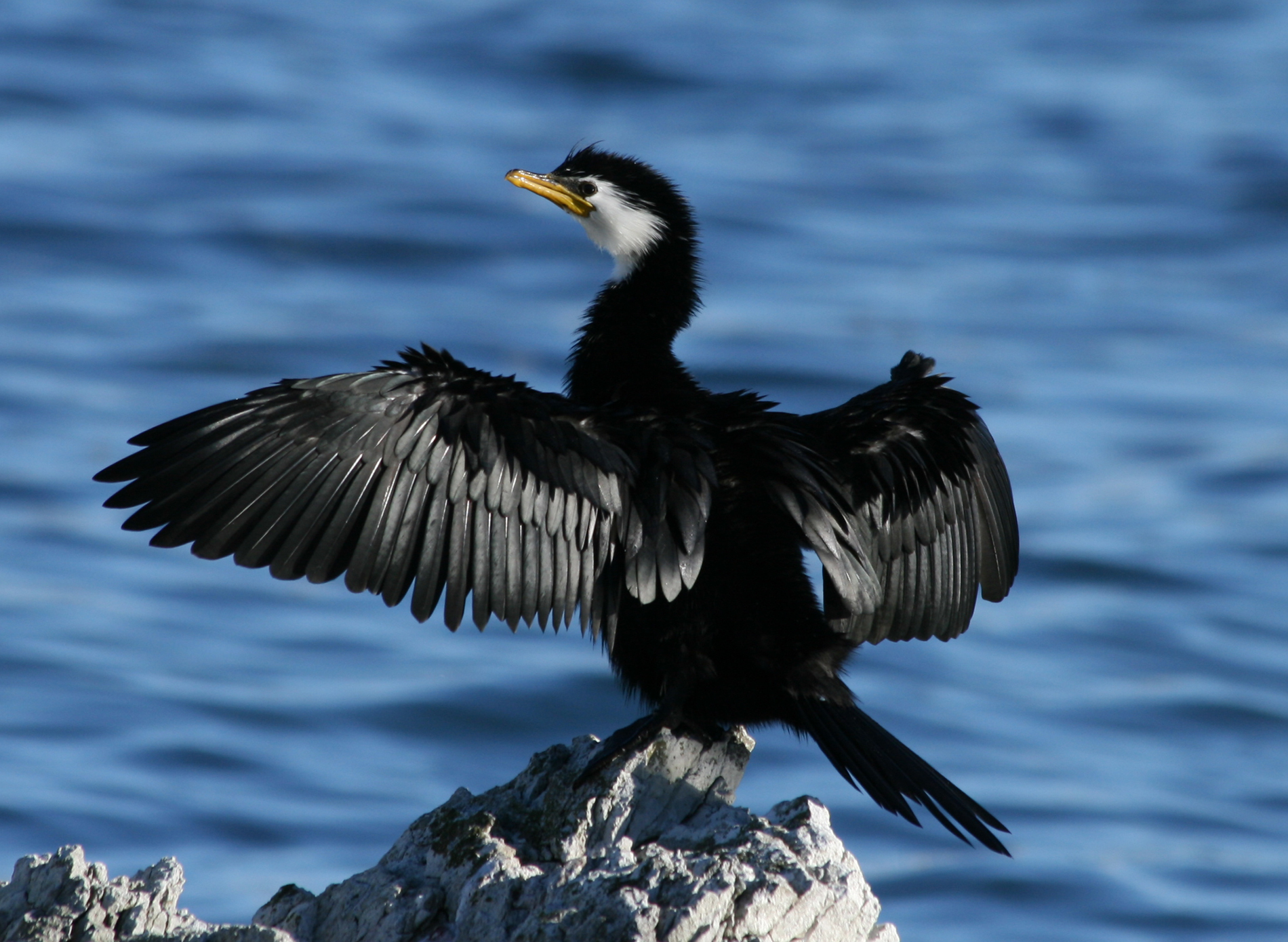Little Pied Shag | Great Bird Pics