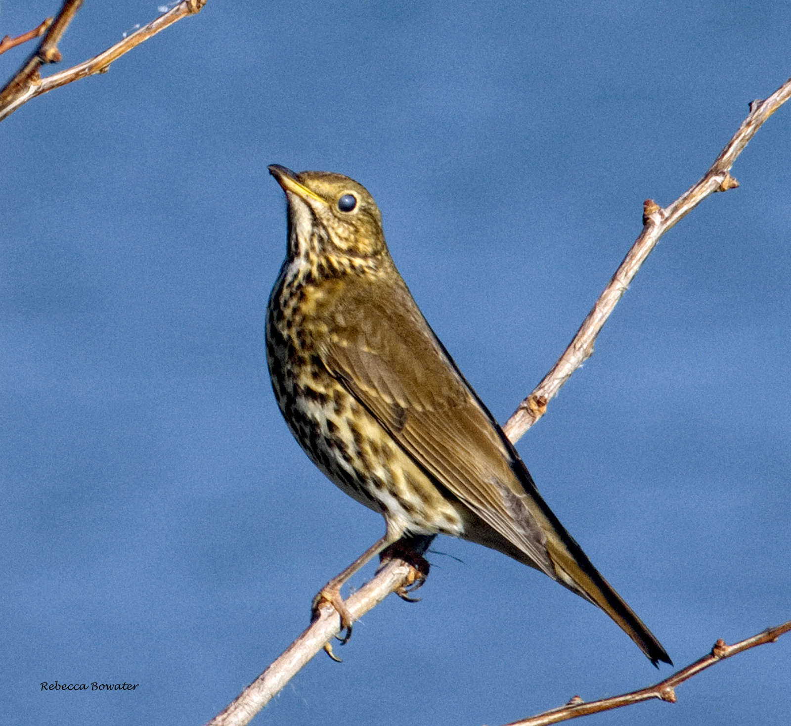 Song Thrush | Great Bird Pics