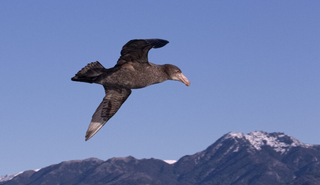 Northern Giant Petrel | Great Bird Pics