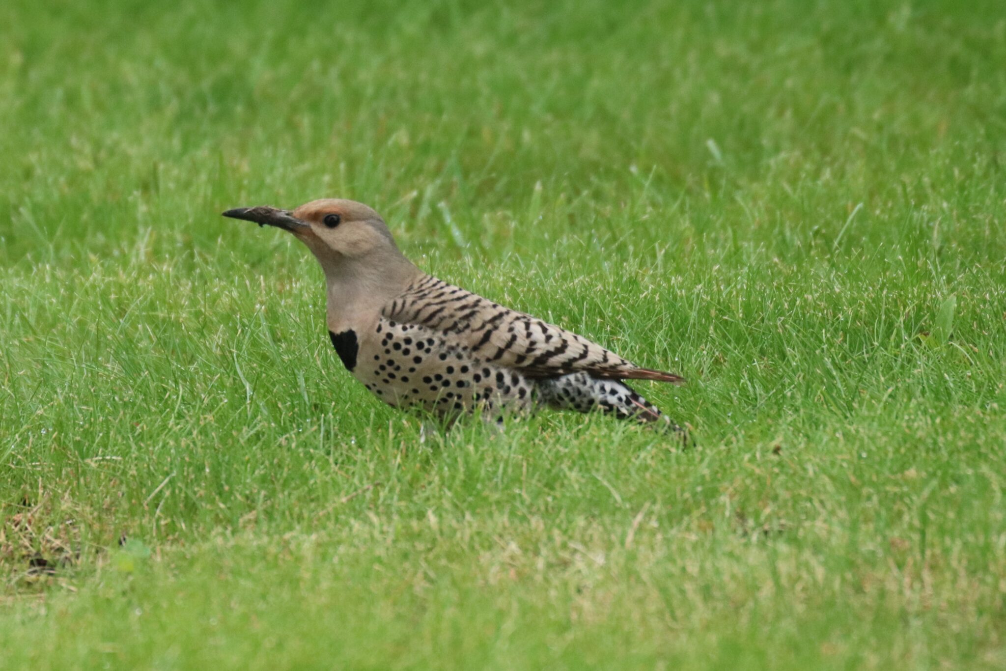 Northern Flicker | Great Bird Pics