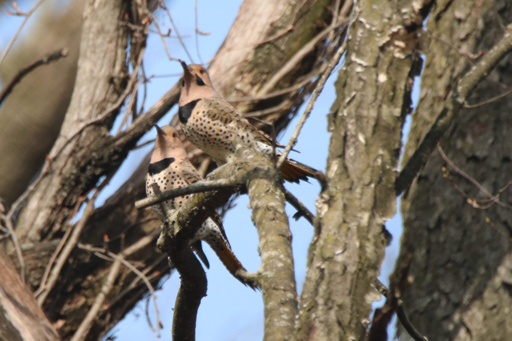 Northern Flickers | Great Bird Pics