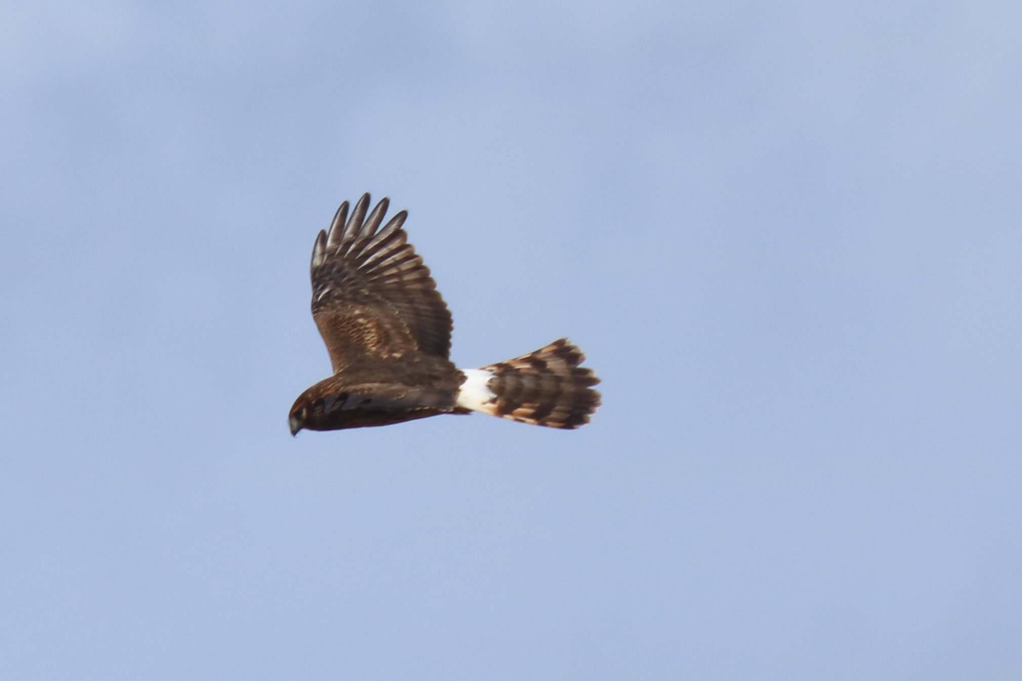 Northern Harrier | Great Bird Pics