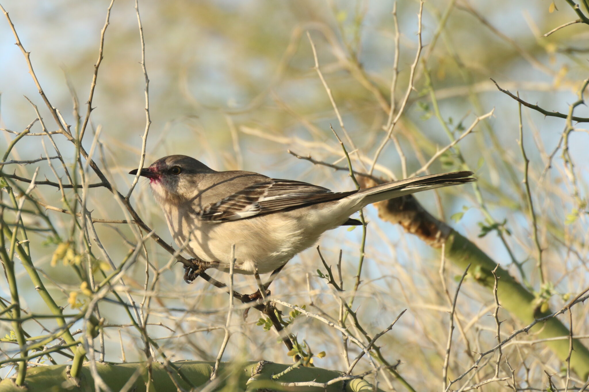 Northern Mockingbird | Great Bird Pics