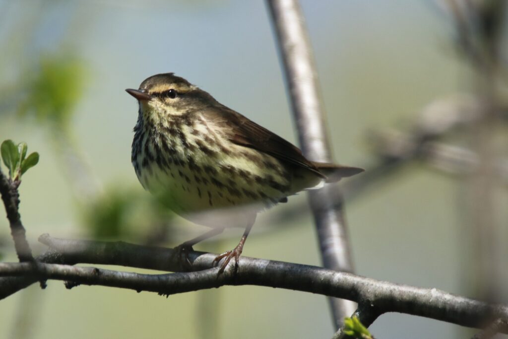 Northern Waterthrush | Great Bird Pics