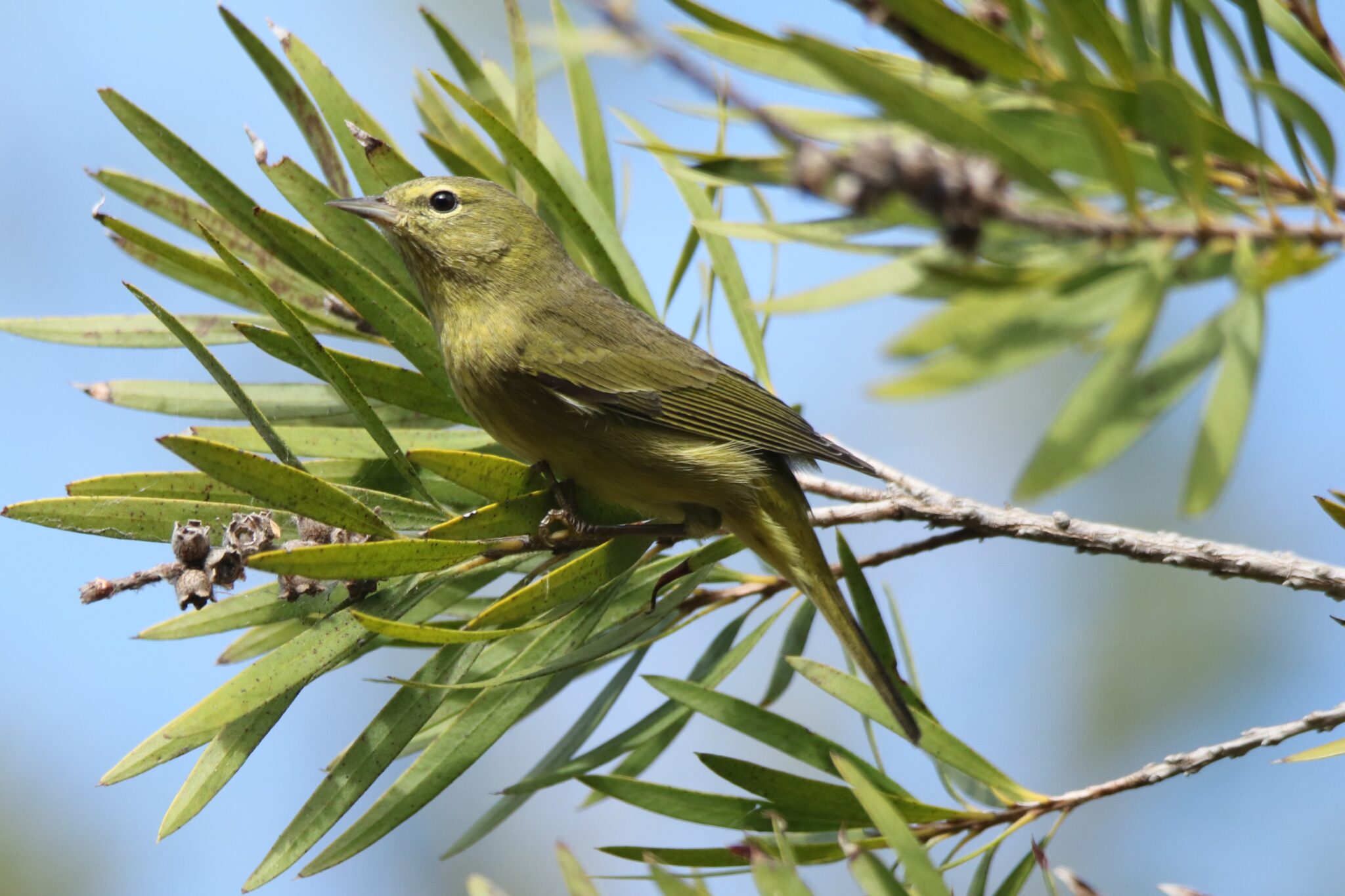 Orange-crowned Warbler | Great Bird Pics