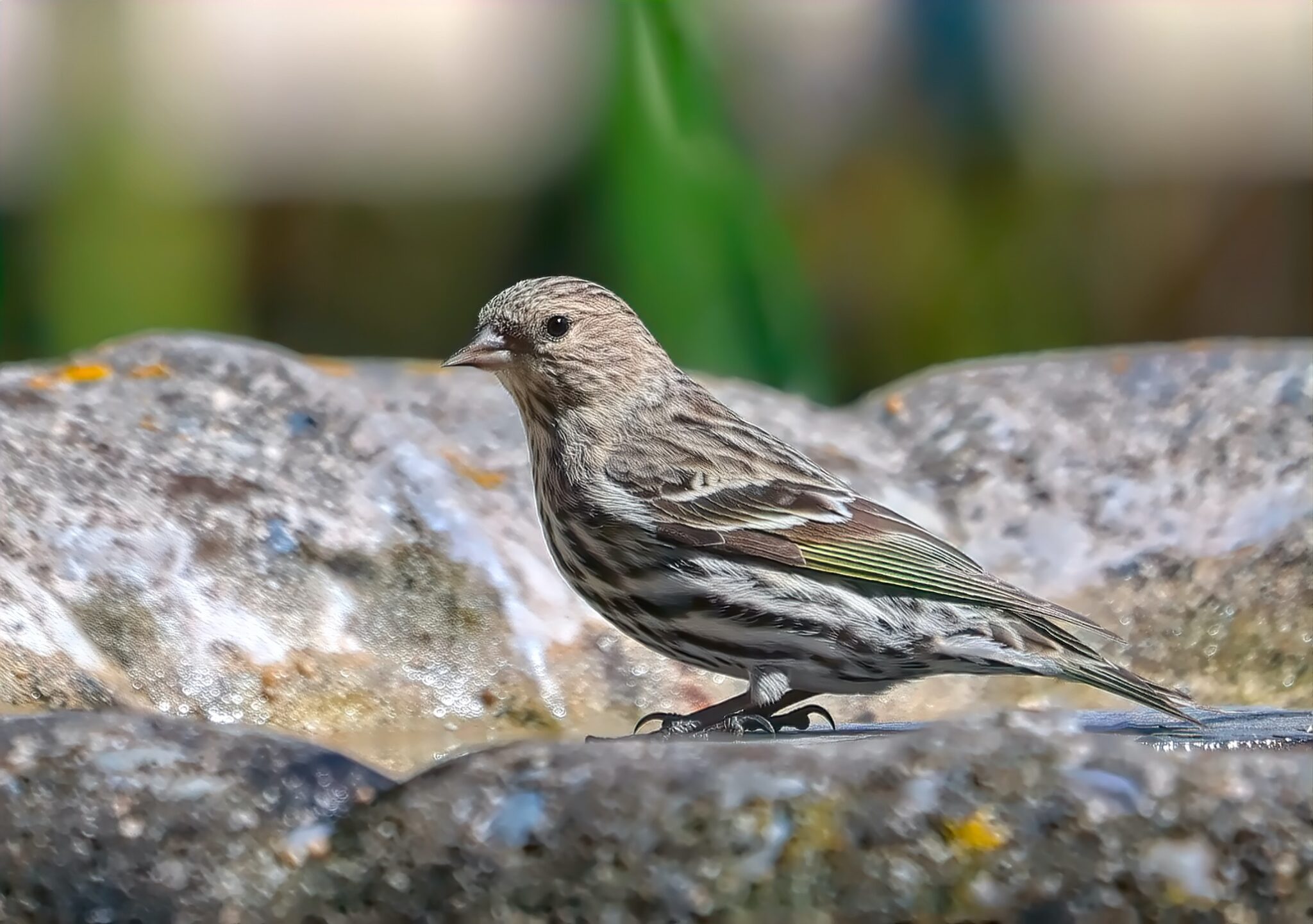 Pine Siskin | Great Bird Pics