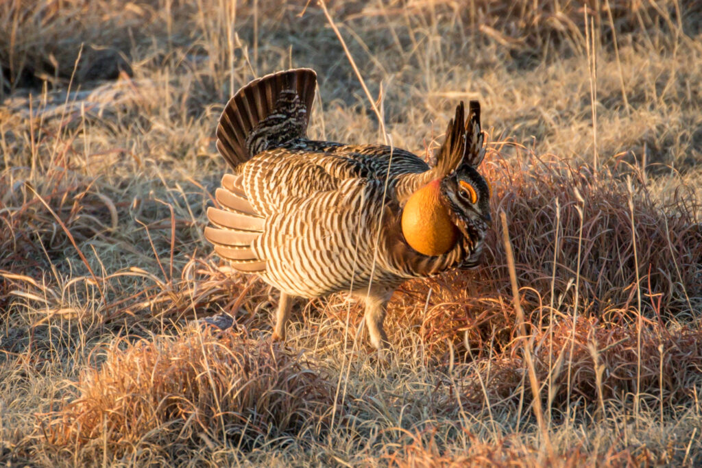 Male Greater Prairie-Chicken Courtship Display 2 of 5 | Great Bird Pics