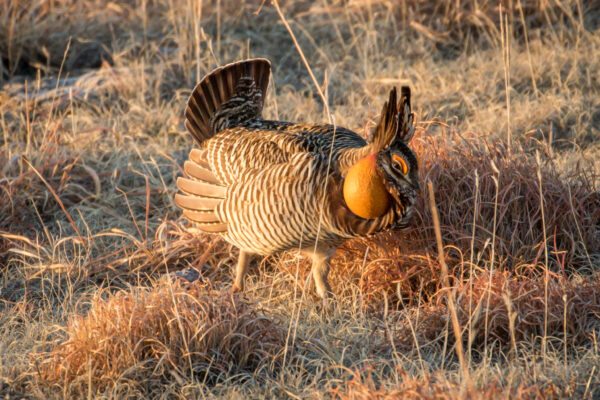 Male Greater Prairie-Chicken Courtship Display 2 of 5 | Great Bird Pics