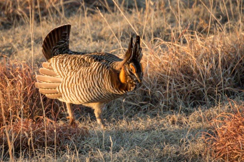Prairie-Chickens In The Platte River Basin | Great Bird Pics