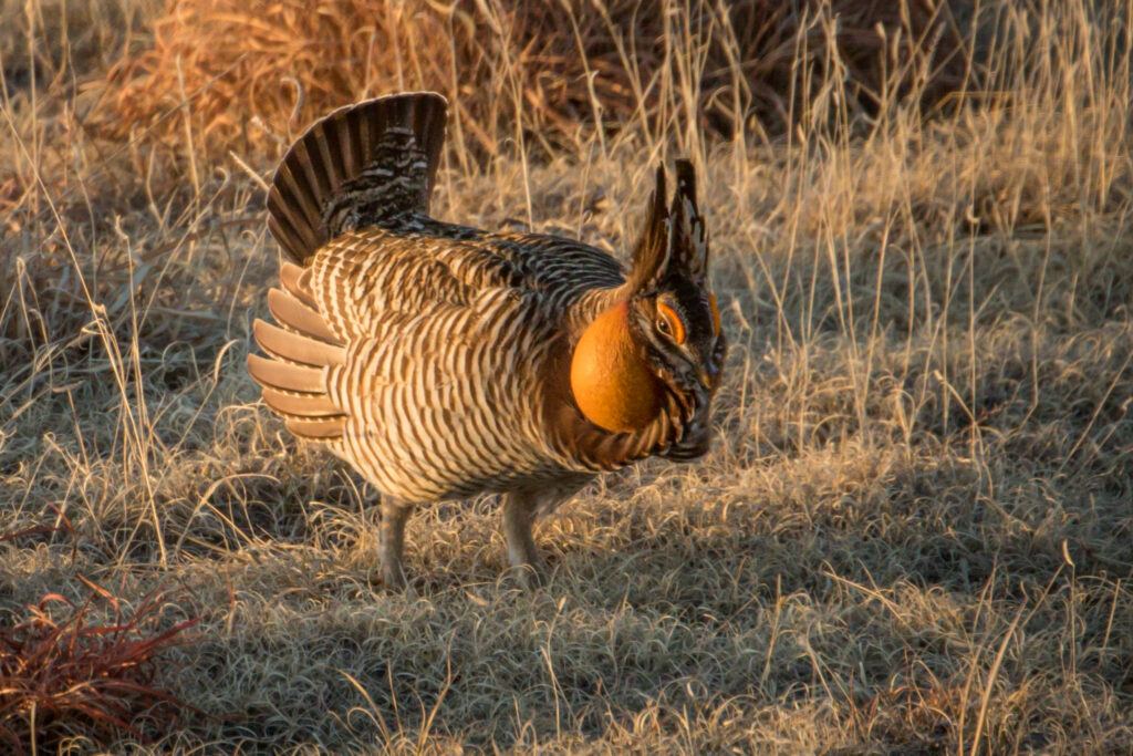 Male Greater Prairie-Chicken Courtship Display – 4 of 5 | Great Bird Pics
