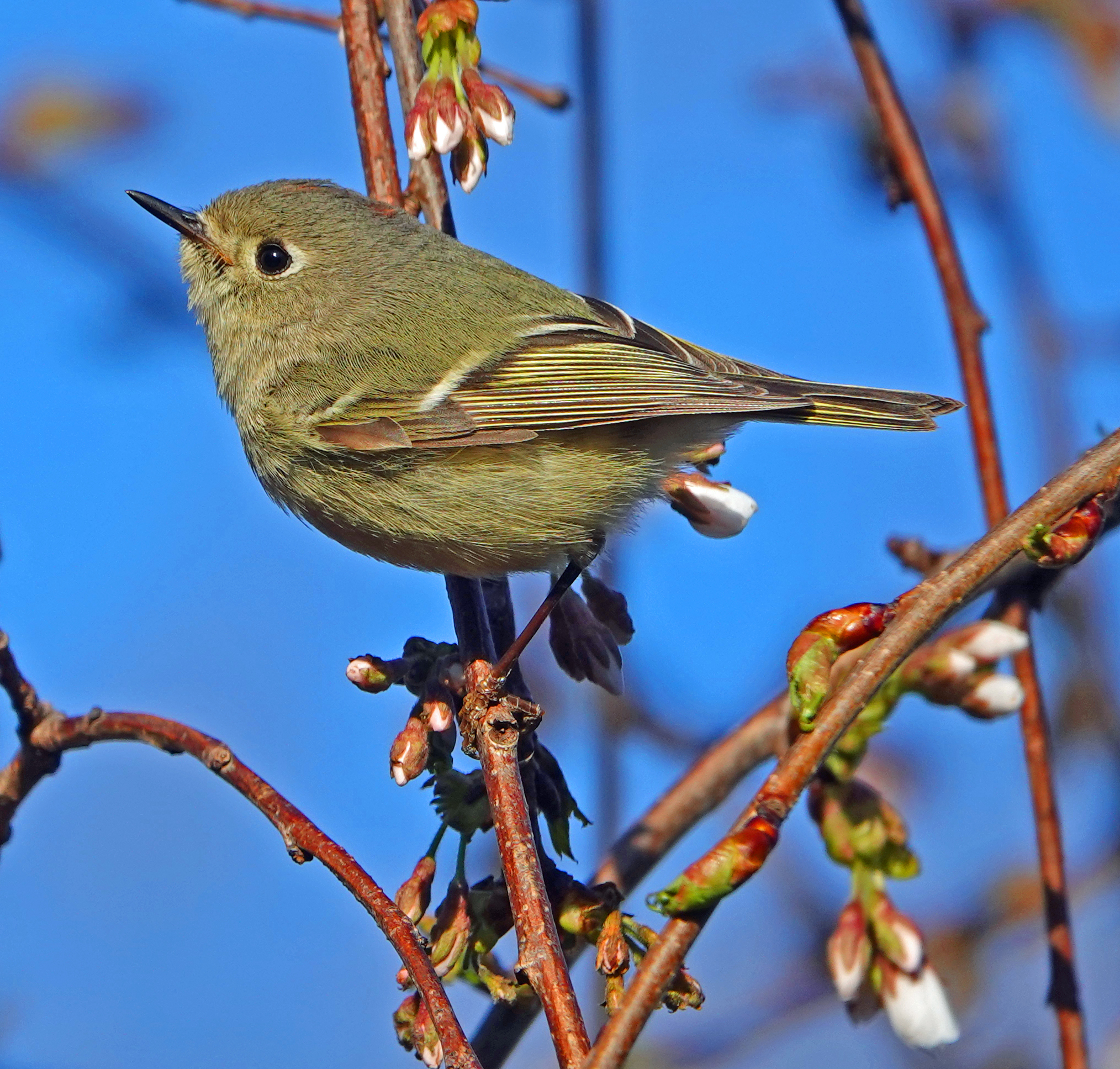 Where art thou Ruby? | Great Bird Pics