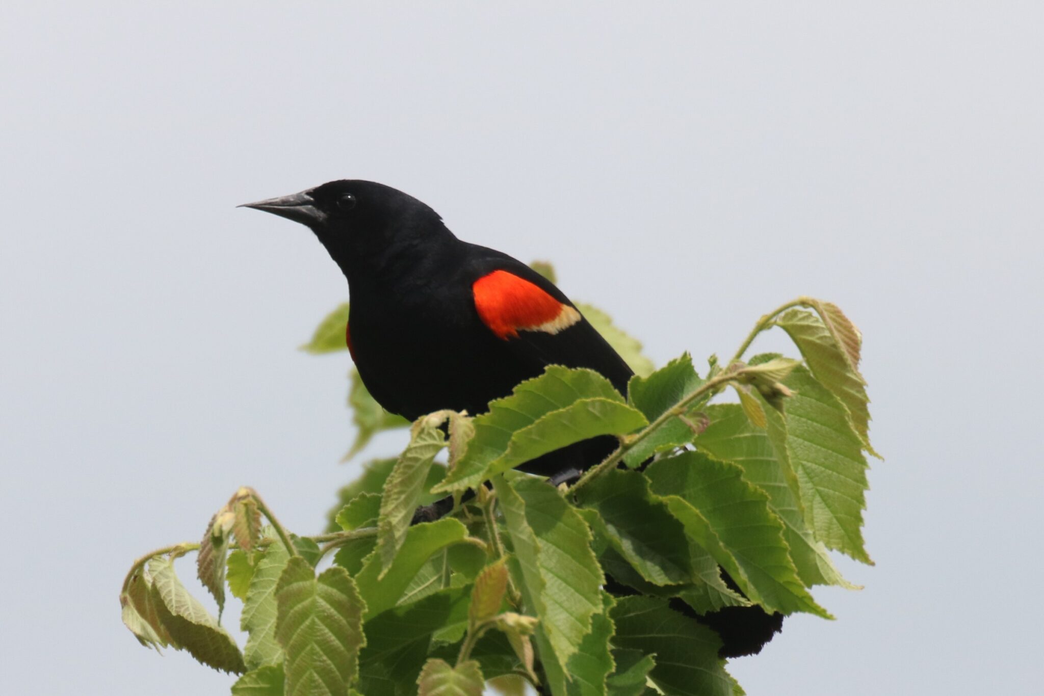 Red-winged Blackbird | Great Bird Pics