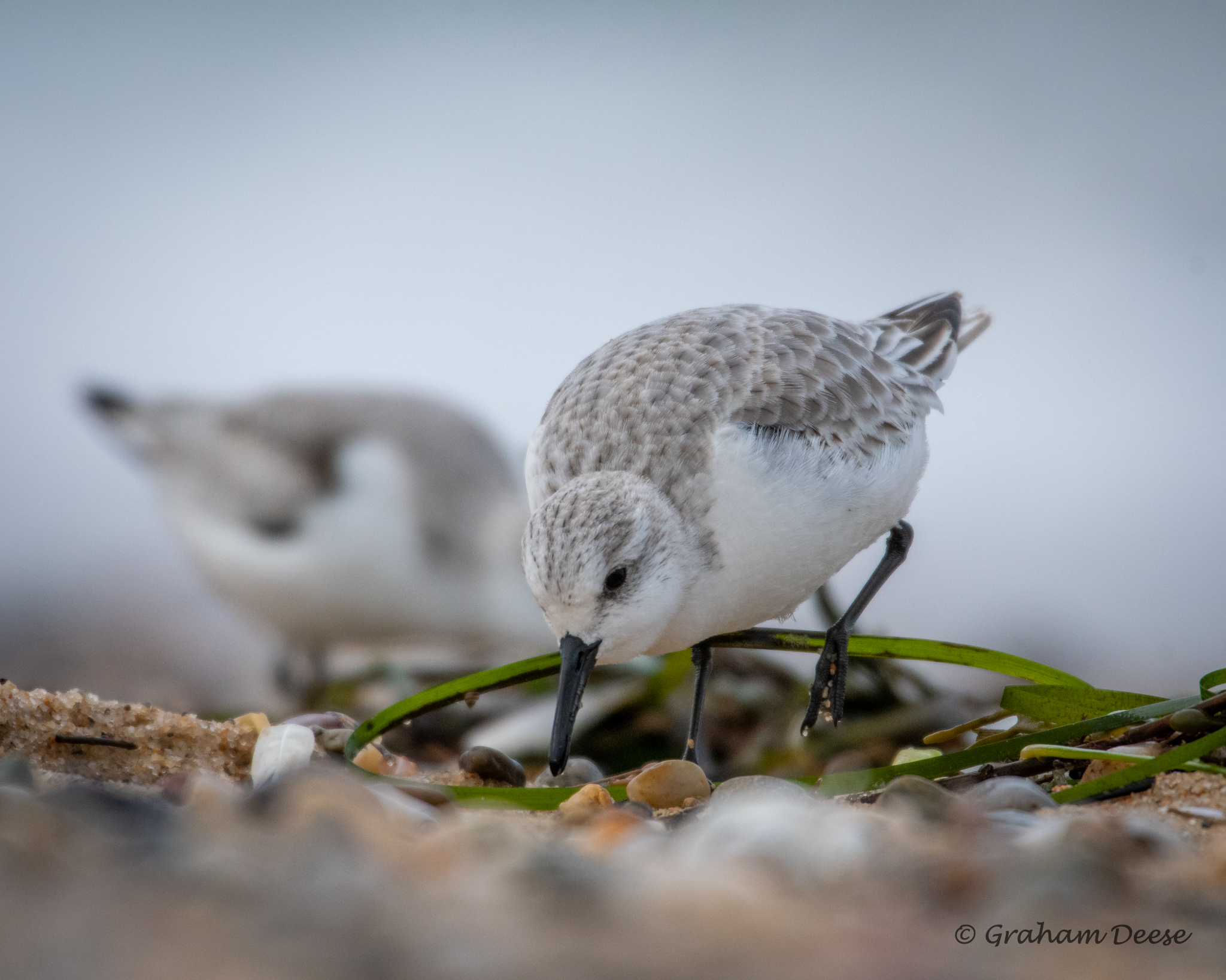Sanderling | Great Bird Pics