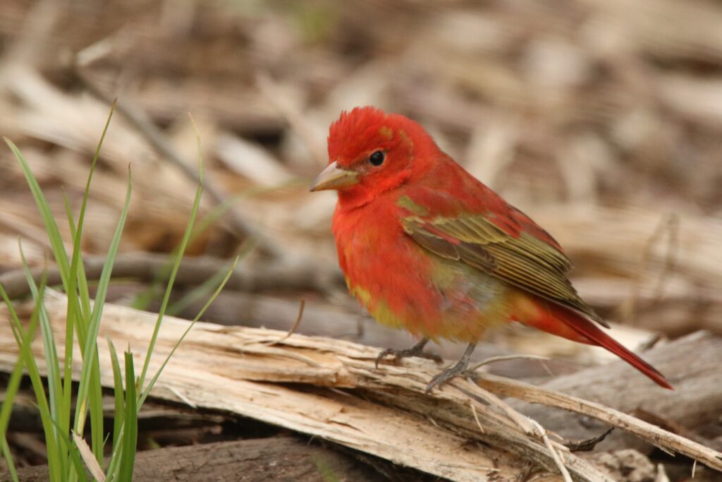 Summer Tanager | Great Bird Pics