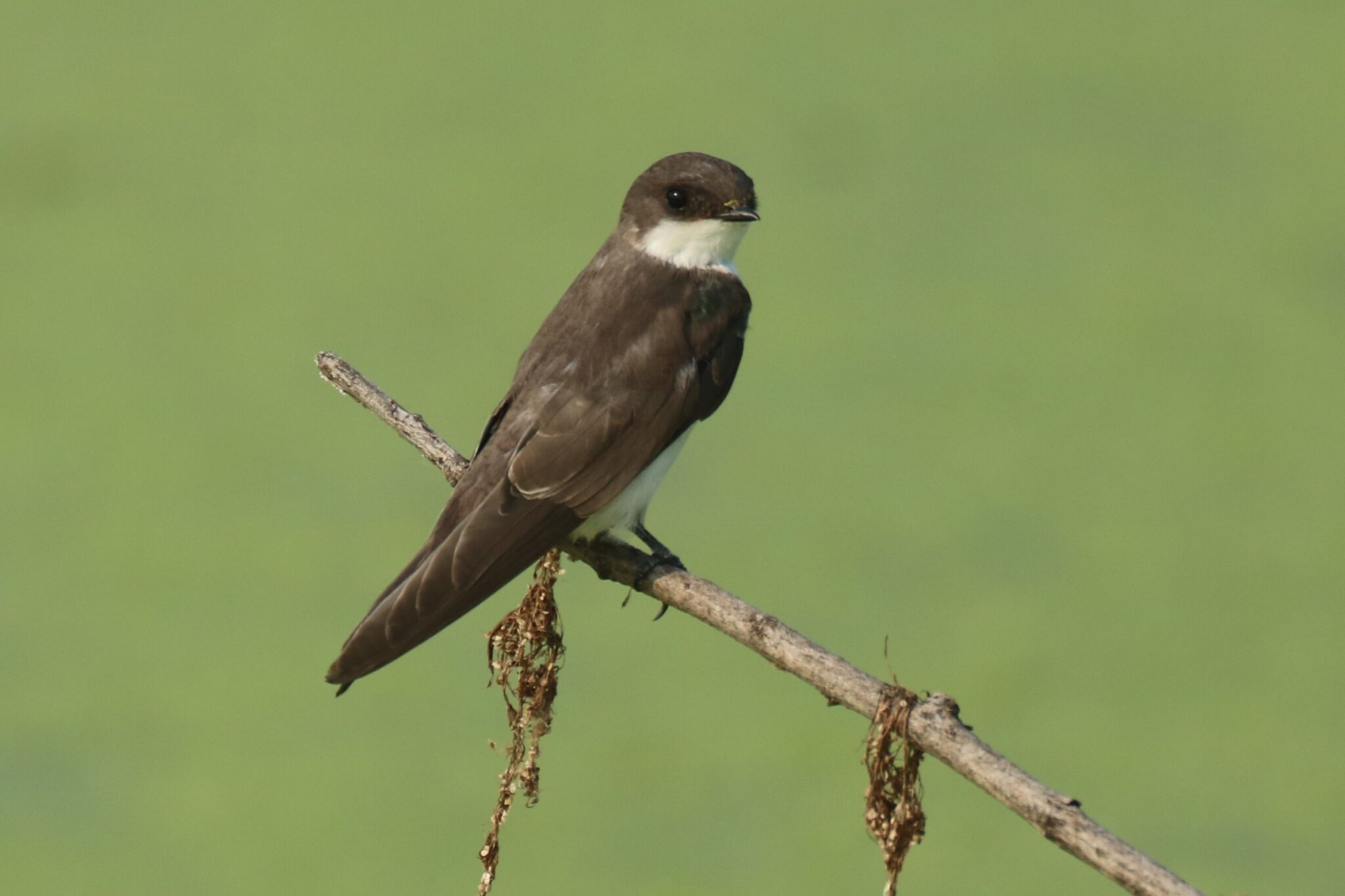 Tree Swallow | Great Bird Pics