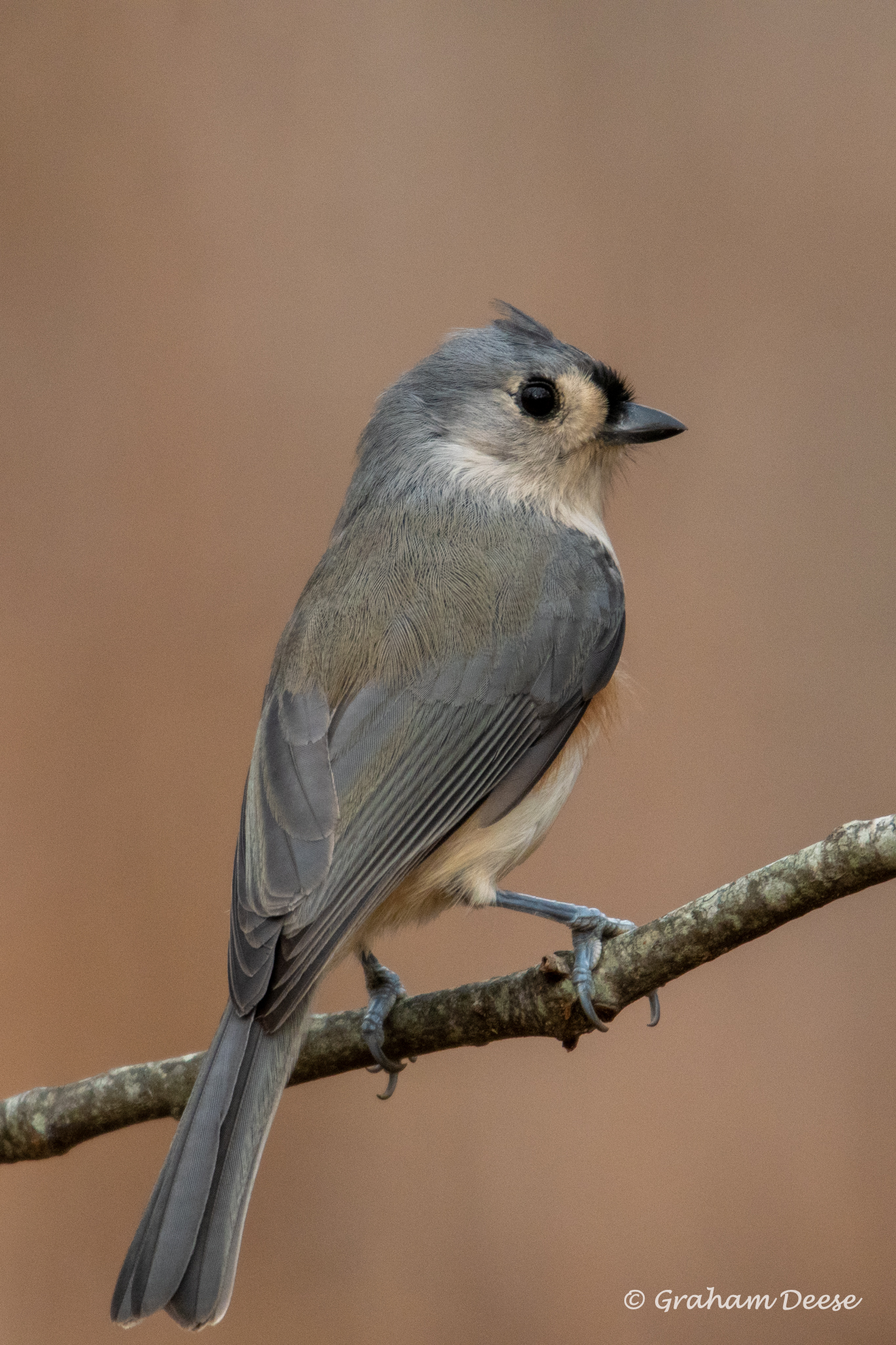 Tufted Titmouse | Great Bird Pics