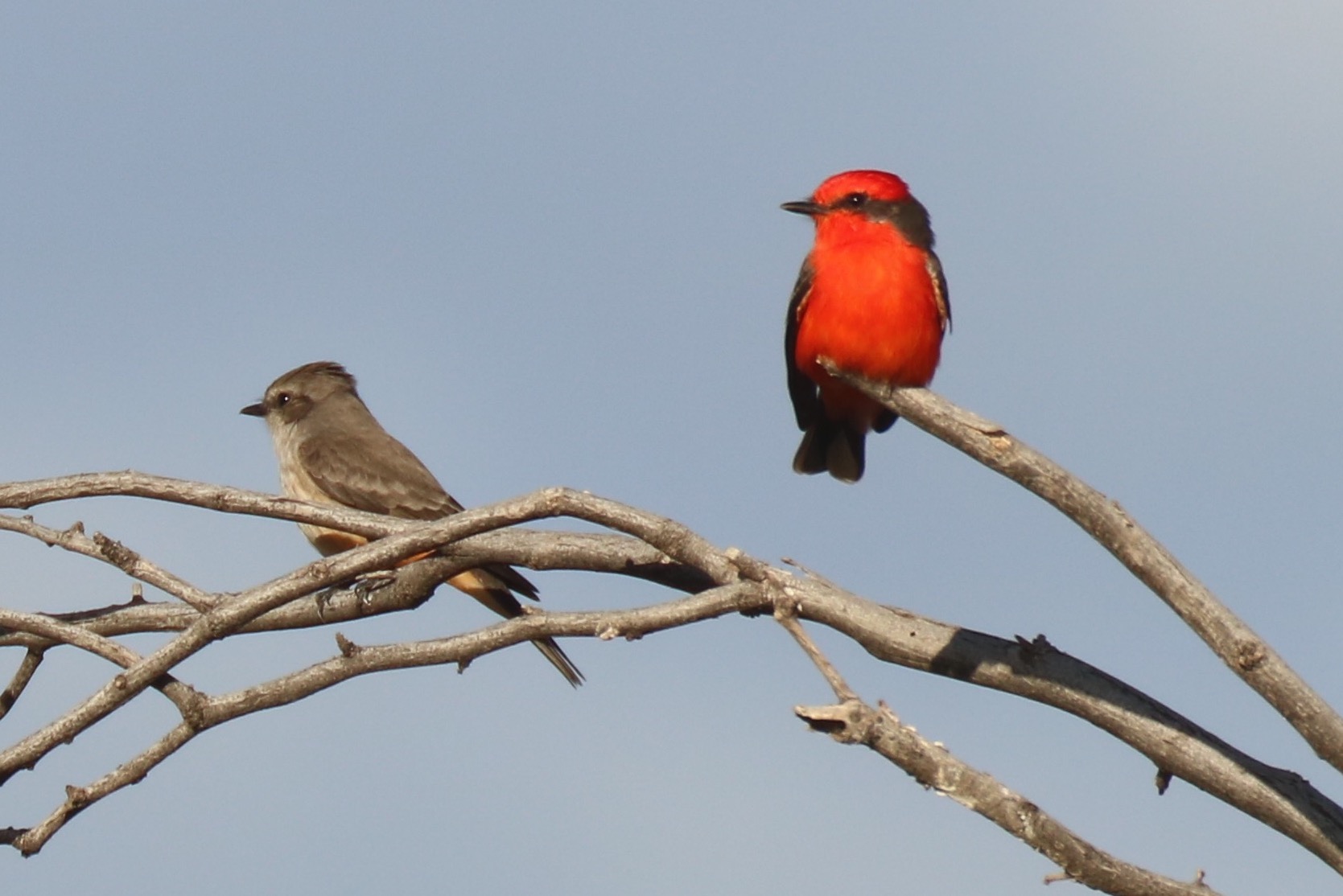 Vermilion Flycatchers | Great Bird Pics