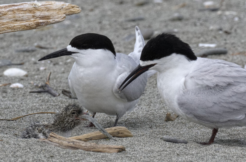 White-fronted Terns | Great Bird Pics