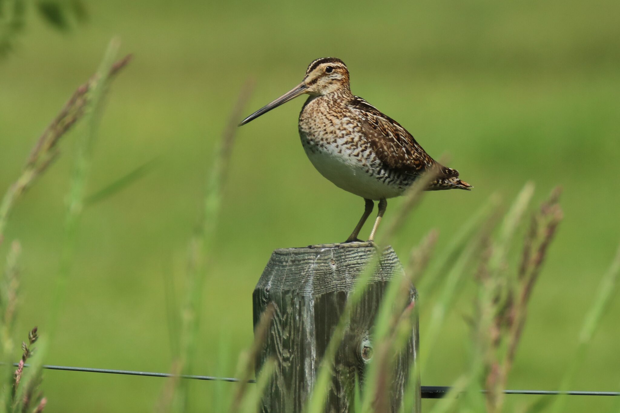 Wilson’s Snipe | Great Bird Pics