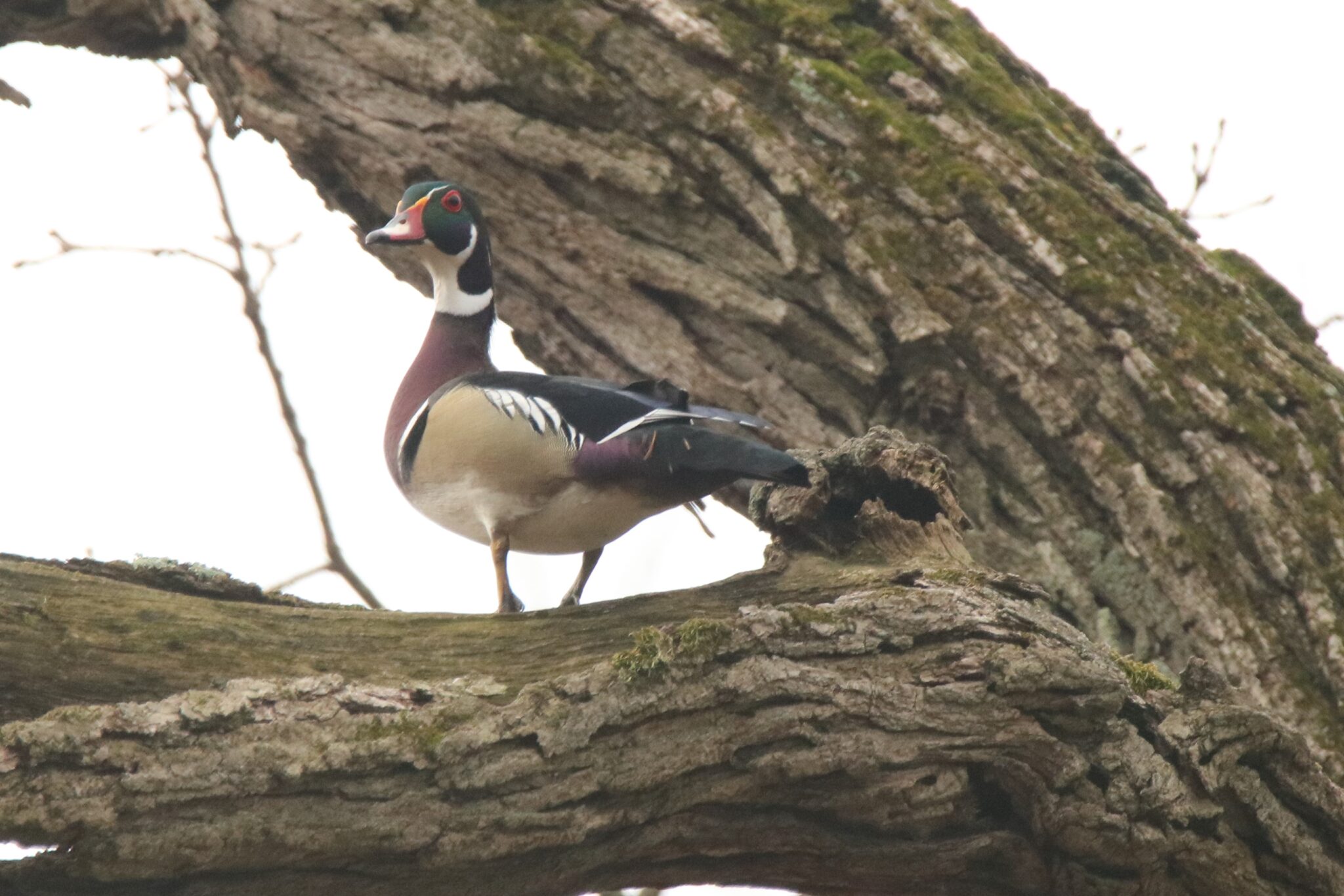 Wood Duck | Great Bird Pics