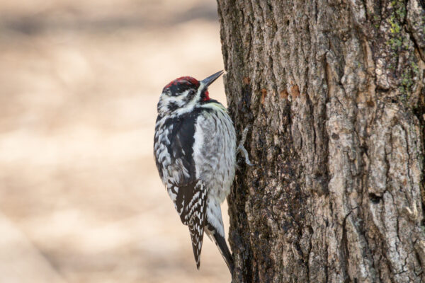 Male Sapsucker Siping Sap | Great Bird Pics