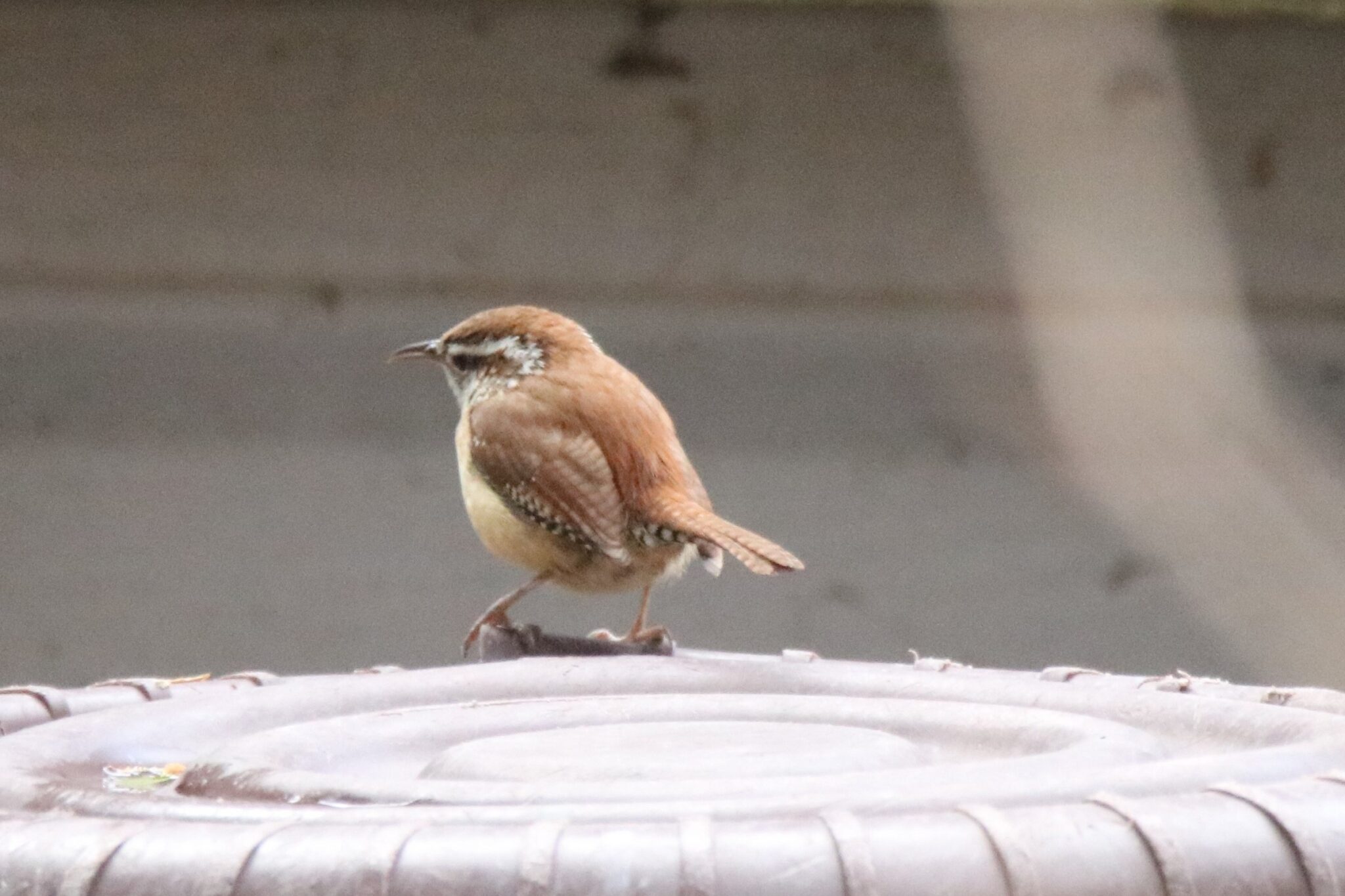 Carolina Wren | Great Bird Pics