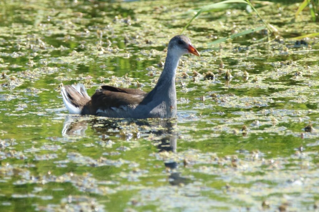 Common Gallinule | Great Bird Pics
