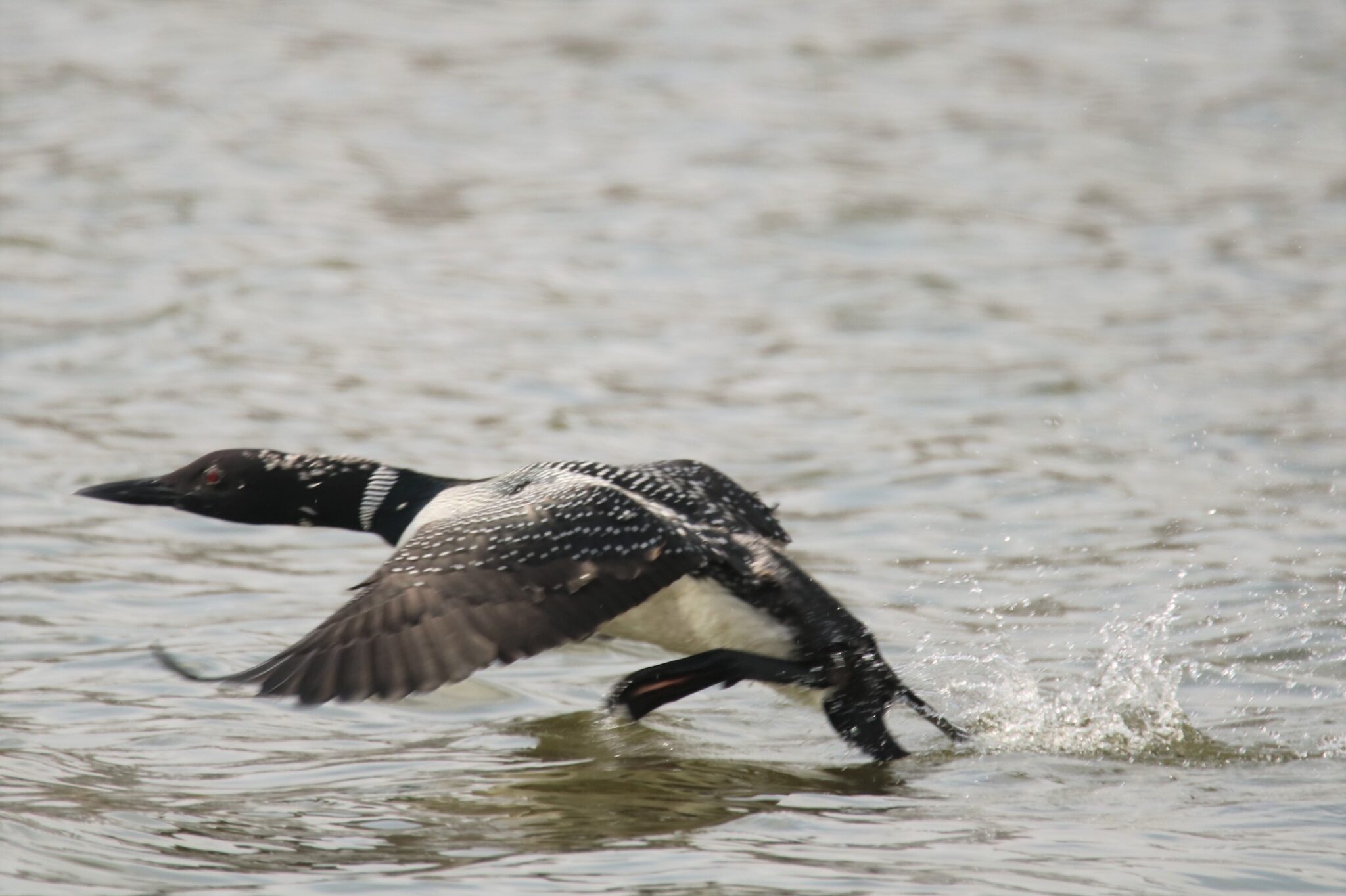 Common Loon | Great Bird Pics