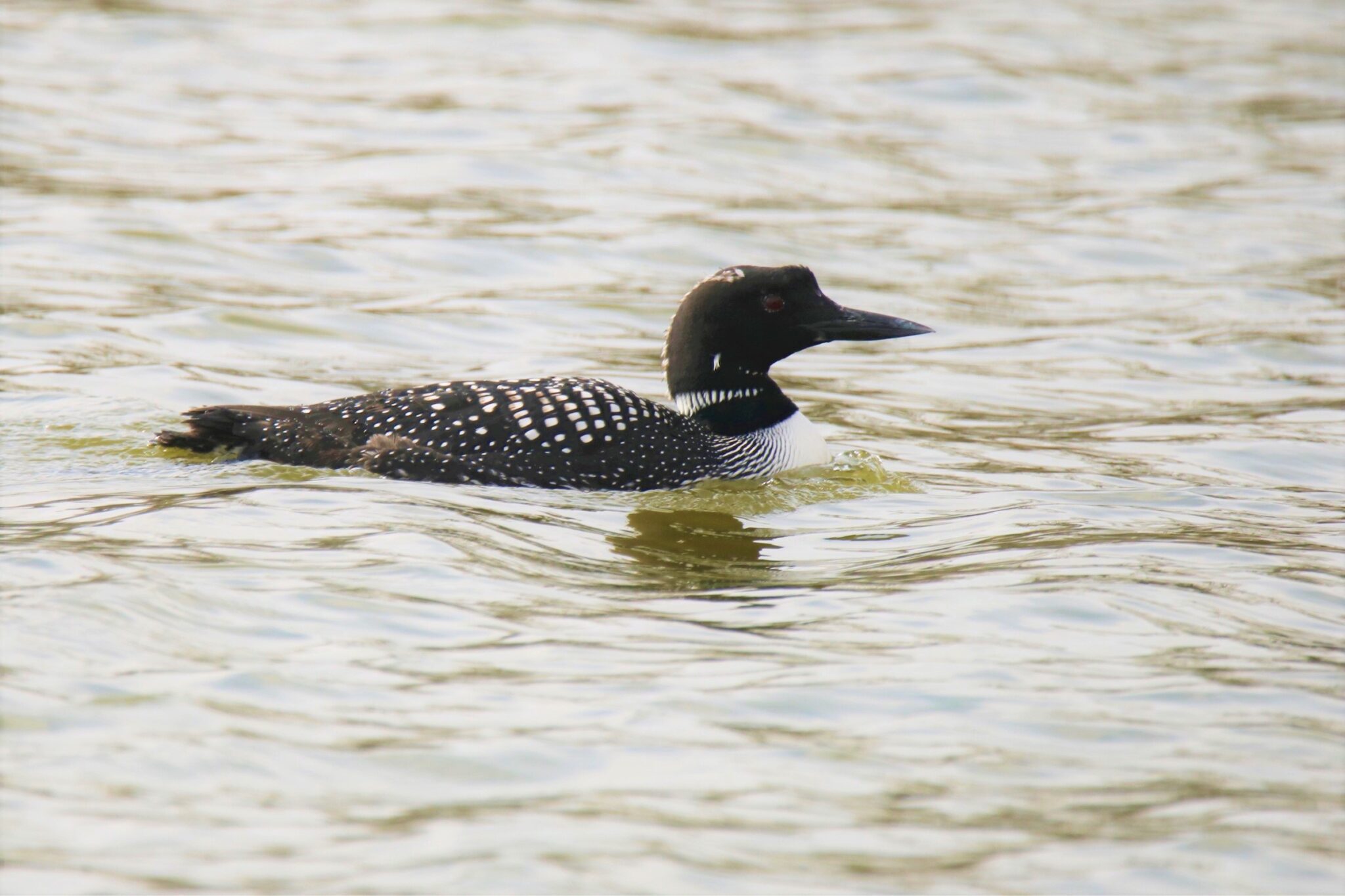 Common Loon | Great Bird Pics