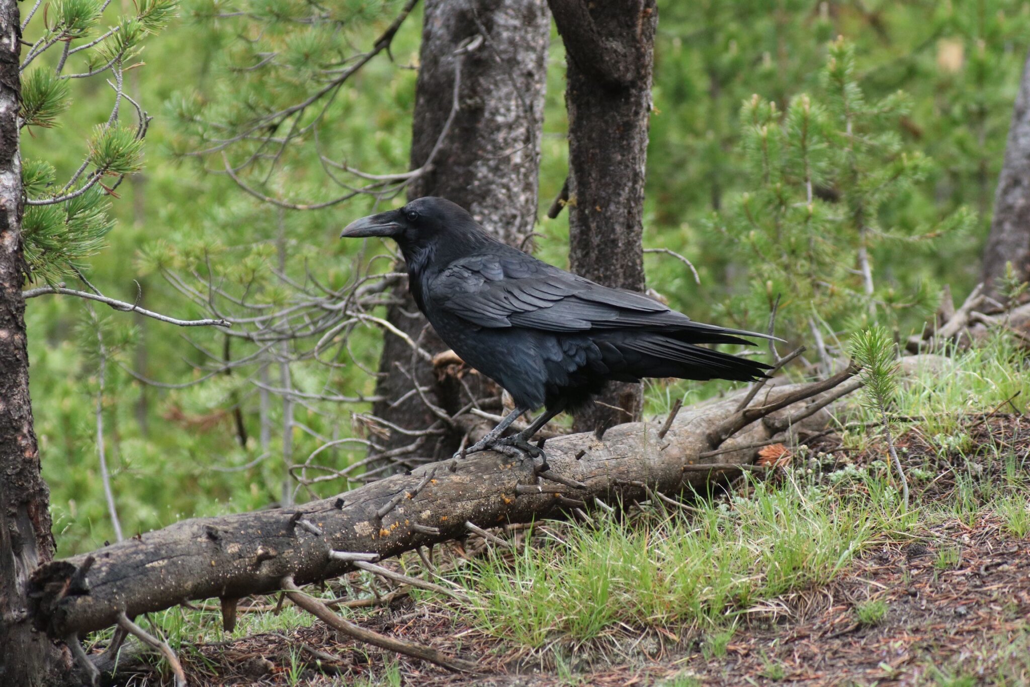 Common Raven | Great Bird Pics